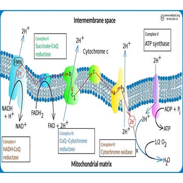 Presentation ETC and mechanism of electron movement.pptx