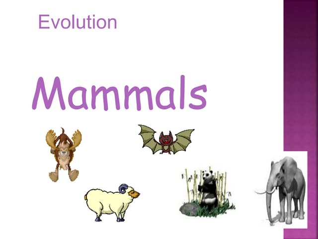 Origin and Evolution of Mammals | PPTX