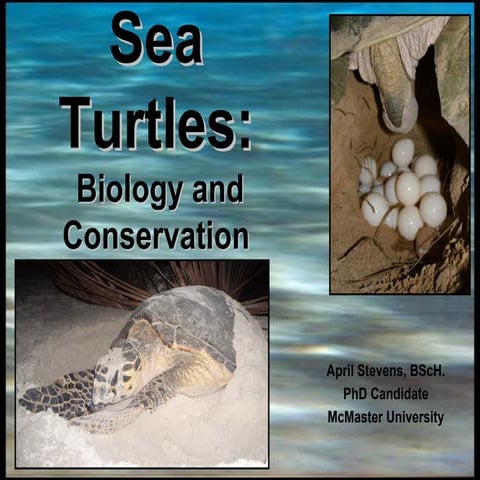 Sea turtles powerpoint | PPT