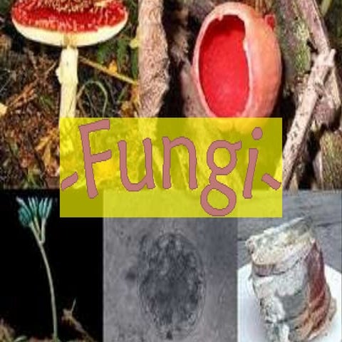 Presentation Fungi | PPTX