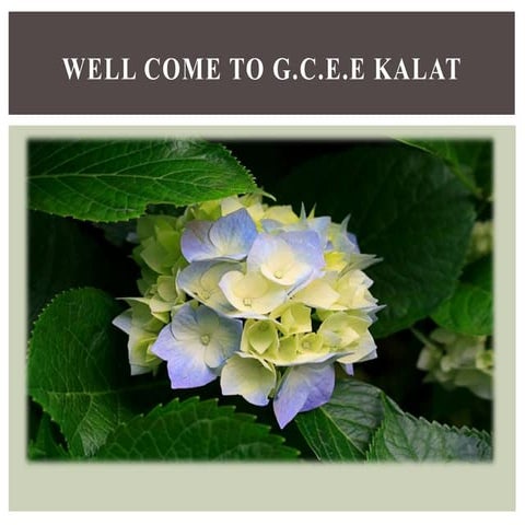 Presentation gcee kalat | PPTX | College Education | Education