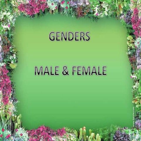 Presentation gender | PPTX