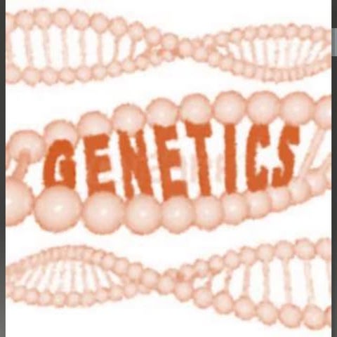 chromosomal basis of inheritance | PPTX