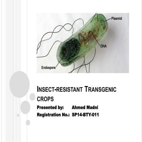 Presentation insect resistant transgenic crops ahmad madni (21-12-2016 ...