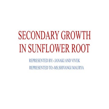 secondary growth in sunflower root-viv.pptx