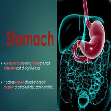 Human stomach anatomy (feature, shape, size, etc) | PDF