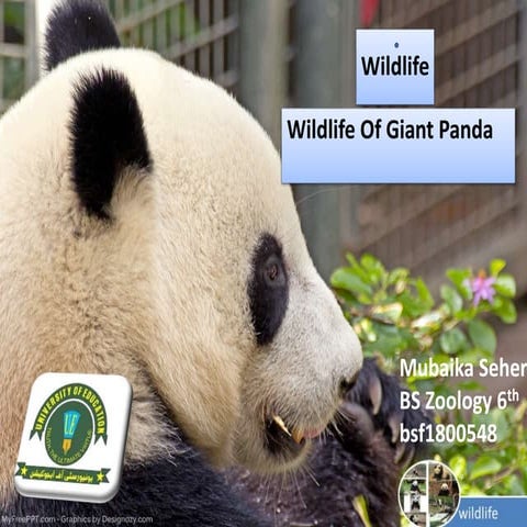 Wildlife of Giant panda | PPTX