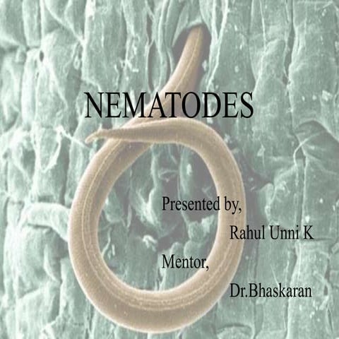 presentation nematodes.pptx