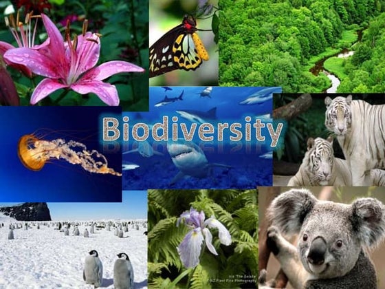 Threats to Biodiversity | PPT