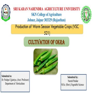 CULTIVATION OF OKRA , PRODUCTION TECHNOLOGY OF OKRA , | PPTX