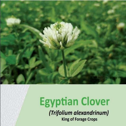 berseem crop production and its cultivation .pptx