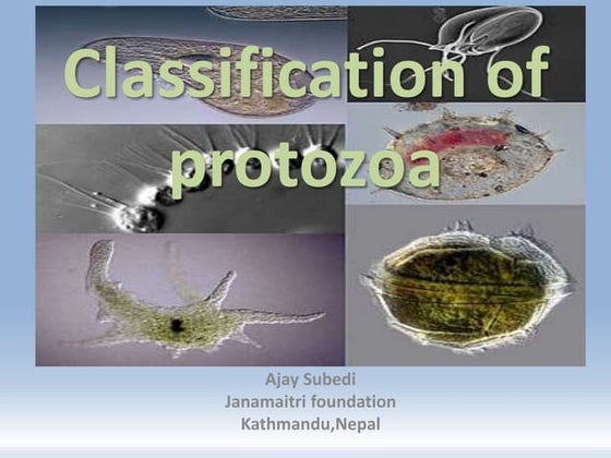 General characteristics of protozoa | PPTX