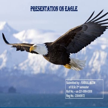 Presentation on Eagle and Dolphin ppt.pptx