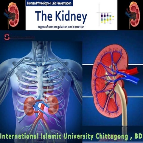 KIDNEY | PPTX