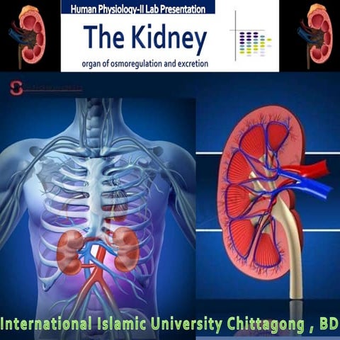The excretory organ (Kidney) | PPT