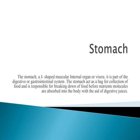Presentation on Stomach | PPTX