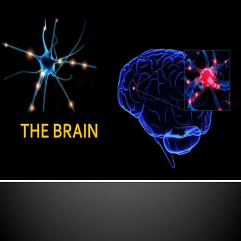 Presentation on the_brain_and_neurotransmitters | PPTX