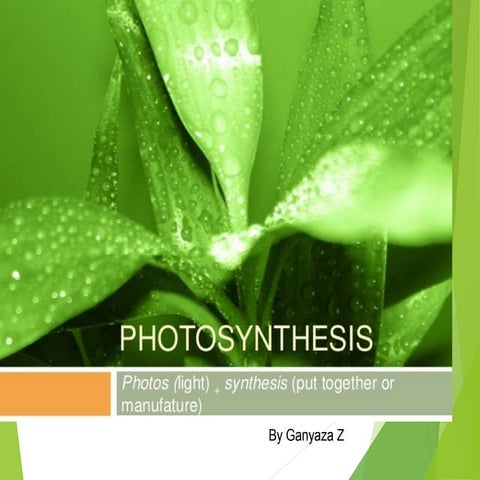 Presentation photosynthesis | PPT