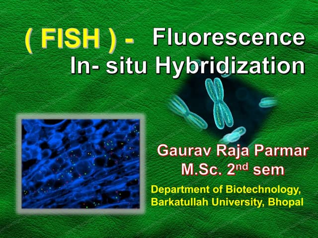 Genomic in situ Hybridization | PPTX