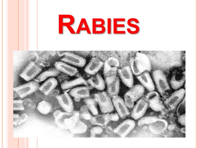 Rabies Awareness | PPT