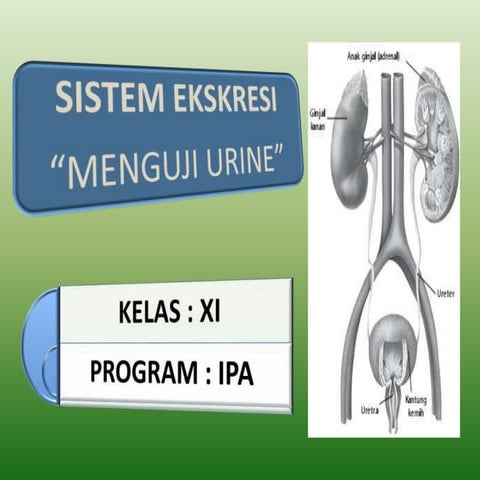 Presentation urine | PPT