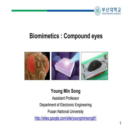 Biomimetics : Compound eyes | PDF