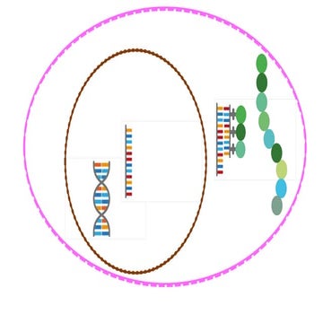 DNA-mRNA-protein-polymeras-o-Ribosom.pptx proteinsyntesen transkription ...