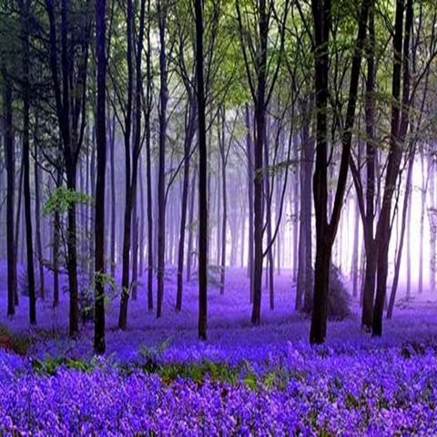 Prettiest Nature Photography | PPSX