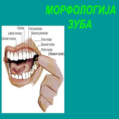 морфологија зуба | PPT
