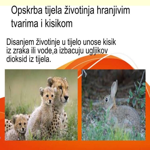 Prezentacija 3 | PPT