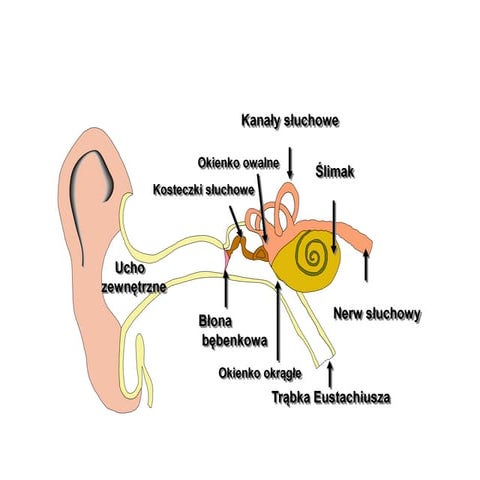 Prezentacja budowa ucha | PPT