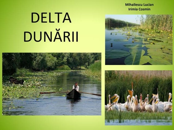 Proiect delta dunarii | PPT