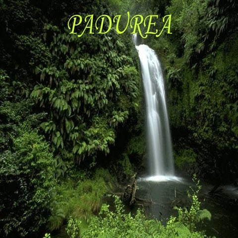 Prezentare padurea | PPT