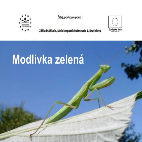 Prezentácia bio - v - 4 - modlivka zelená | PPT