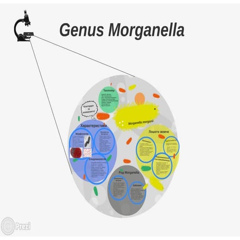 Morganella Morganii | PDF