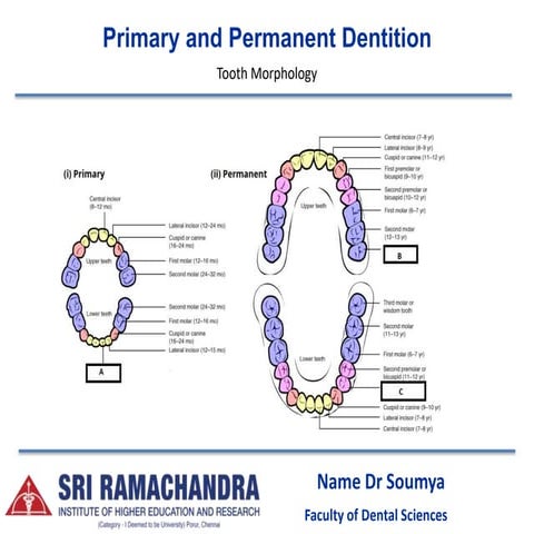 Tooth Morphology -Primary and Permanent Teeth.pptx