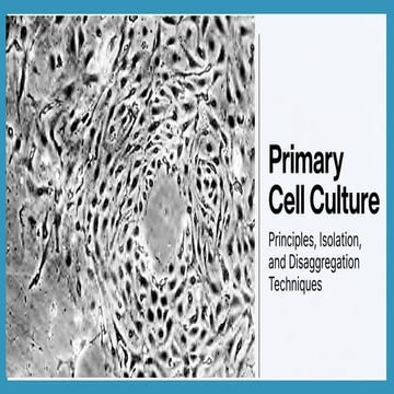 Primary cell culture anjana.pptx