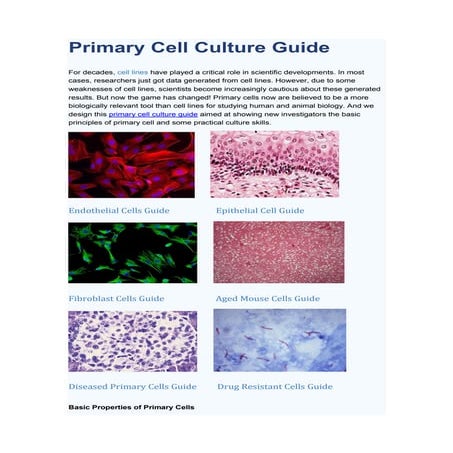 Primary cell culture guide | PDF