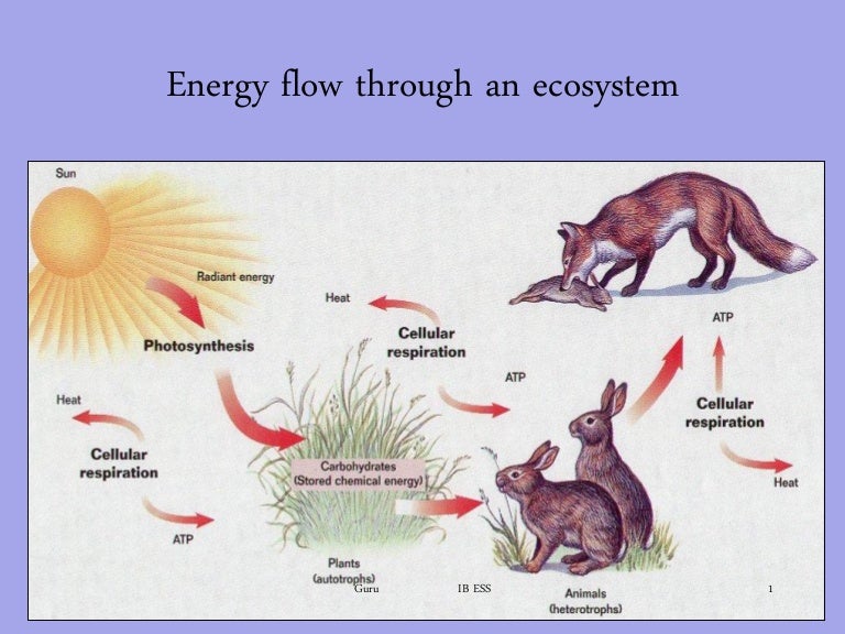 Primary productivity files
