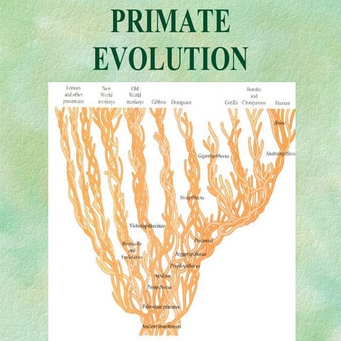 Primate evolution | PPT