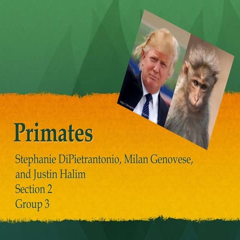 Primate Social Behavior
