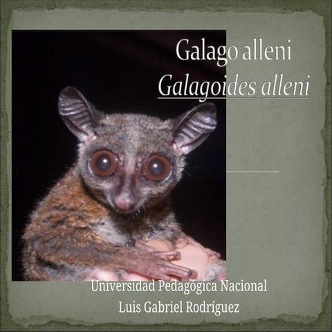 Biologia y ecología del Galago alleni.ppt