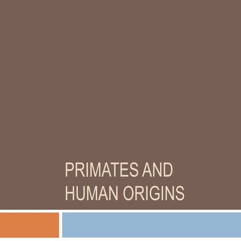 Primates And Human Origins | PPTX