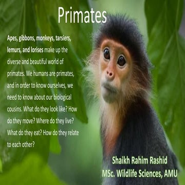 Primates of the World and India | PDF