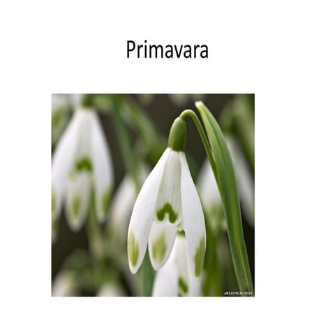 Primavara | PPTX