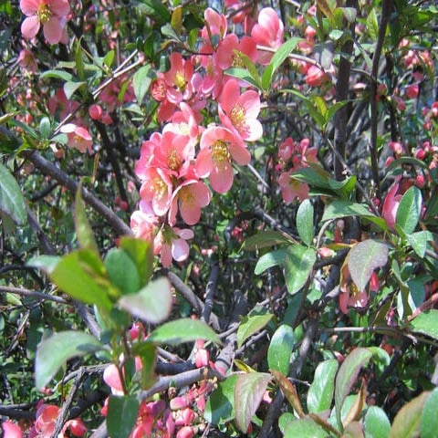 Primavara 2009 La Cluj | PPT