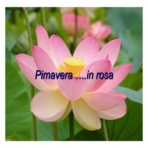 Primavera | PPT