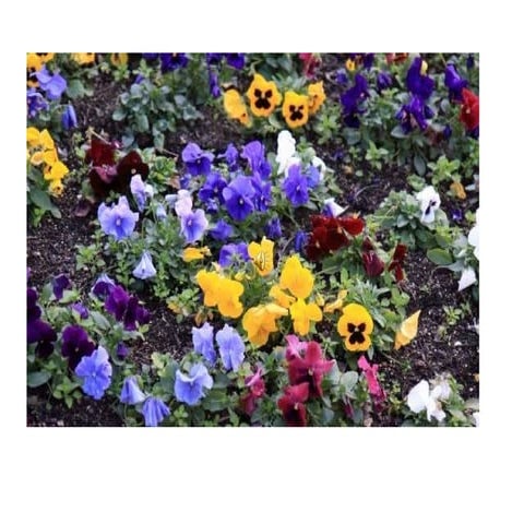 Primavera ok ok | PPT