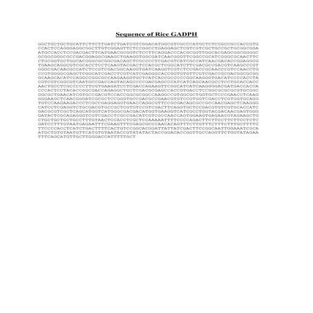 primer analysis.pdf