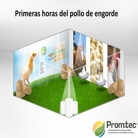 Primeras horas del pollo de engorde | PDF